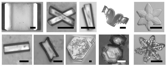 science24.com - Investigation of growth kinetics and crystal morphology ...